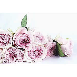 Layered Fragrance SHOLAYERED Body Spray for Men and Women for Travel, Portable Size from Japan 0.34 Fl Oz Grace Vanilla Rose