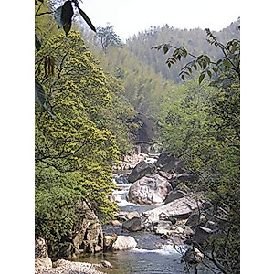 The Tao of Tea, Black Dragon Oolong Tea, Loose Leaf, 3.5 Ounce Tin