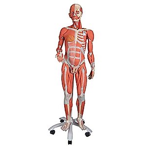 3B Scientific B50 Dual Sex Muscle Figure 45-part - 3B Smart Anatomy