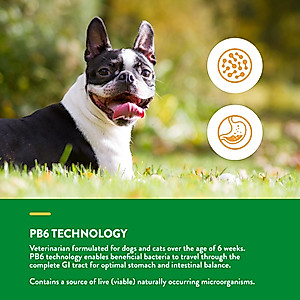 NaturVet – Advanced Probiotics & Enzymes - Plus Vet Strength PB6 Probiotic | Supports and Balances Pets with Sensitive Stomachs & Digestive Issues | for Dogs & Cats (4 oz)