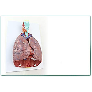 BONEW Human Medical Chest/Throat Anatomy Larynx Heart and Lung Anatomical Model with 51 Parts Indication Signs