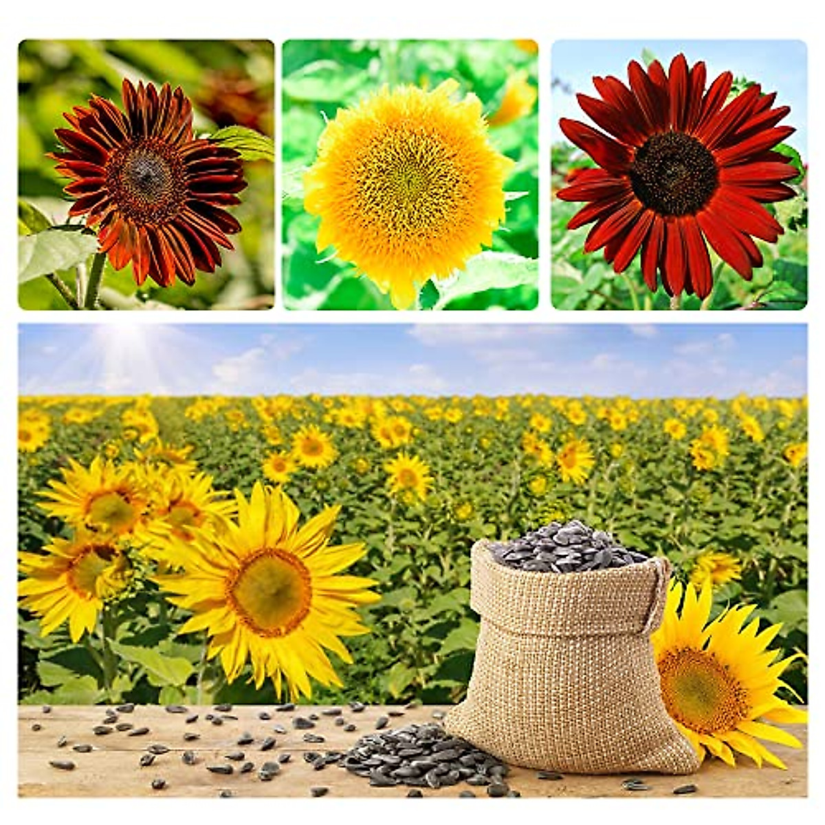 1000+ Mix Sunflower Seeds for Planting - Individually Packaged Heirloom and Non-GMO 15 Varieties Sun Flower Seeds for Outdoor Garden and Bonsai Plants, Open Pollinated