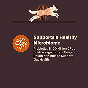 Wellness CORE Digestive Health Dry Dog Food with Wholesome Grains, Highly Digestible, for Dogs with Sensitive Stomachs, Made in USA with Real Chicken (Adult, 4-Pound Bag)