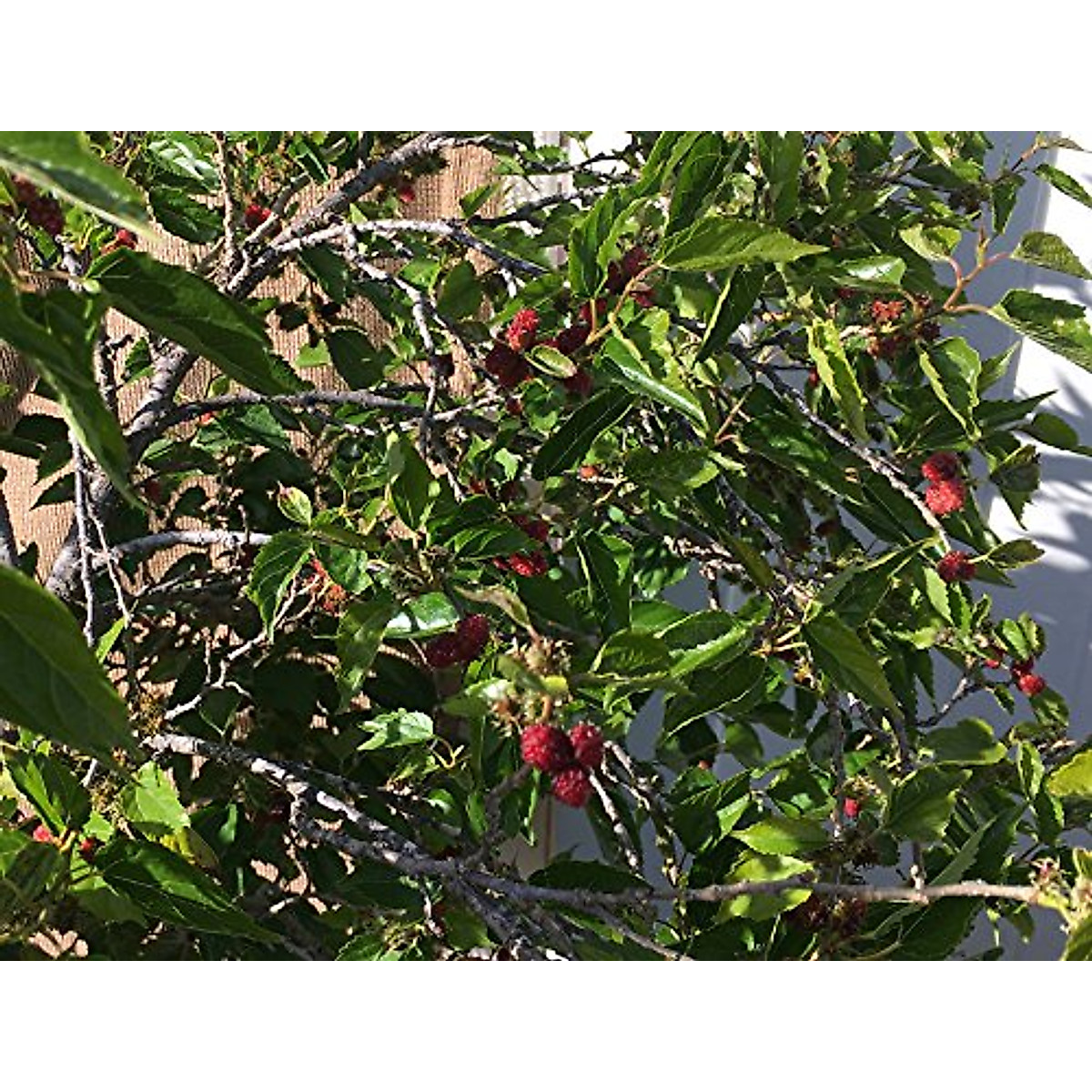 Dwarf Everbearing Mulberry Plant - Morus nigra - Live Plant