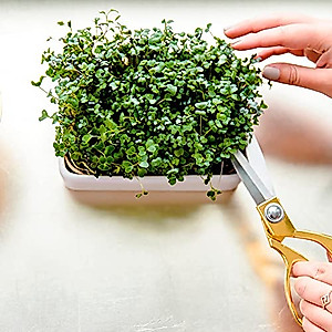 Back to the Roots 43002 Organic Microgreens Grow Kit with Ceramic Planter