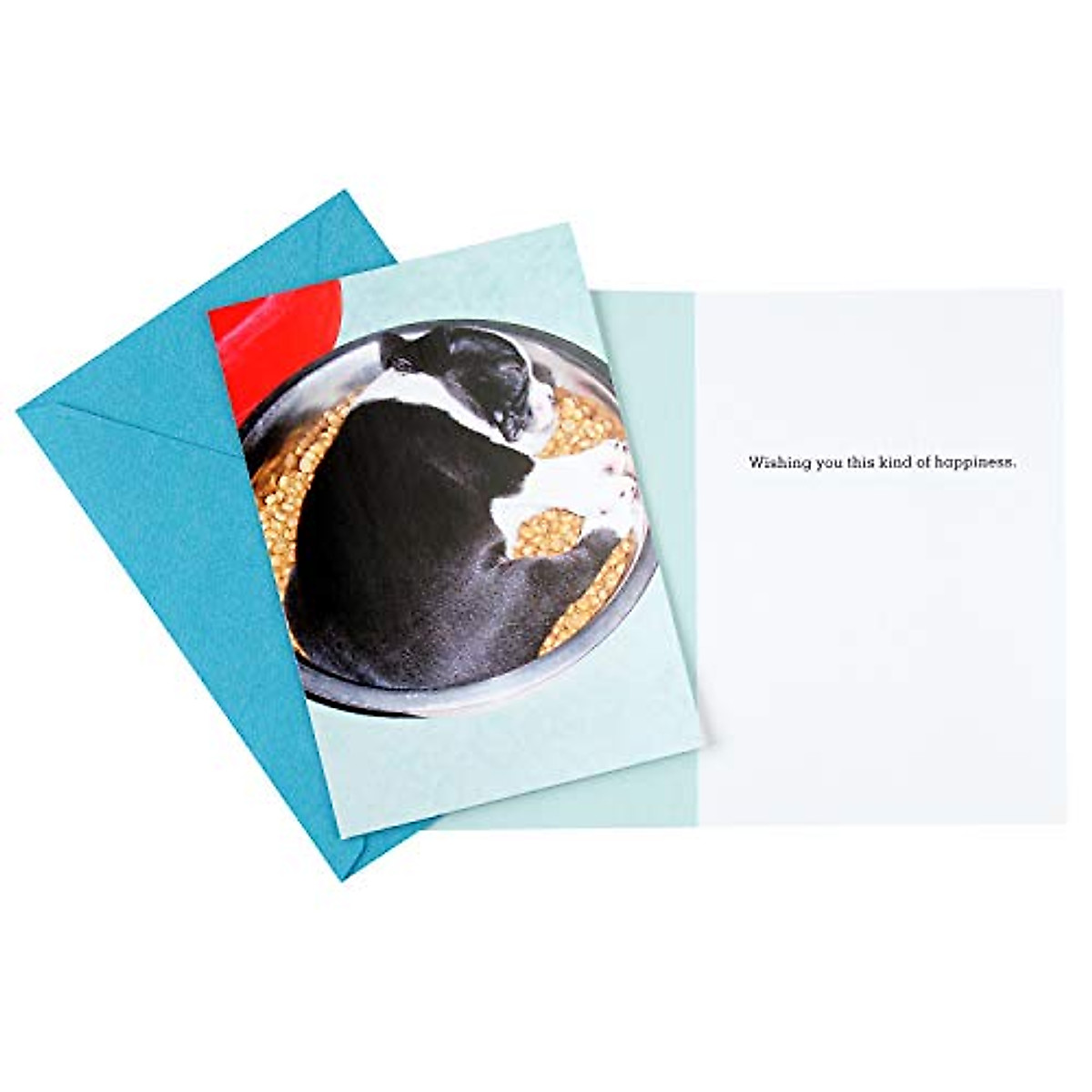 Hallmark Shoebox Funny Birthday Card Assortment (8 Cards with Envelopes) (2199RZG1003)