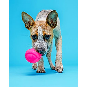 Hartz DuraPlay Ball Squeaky Latex Dog Toy, Medium 3 Pack