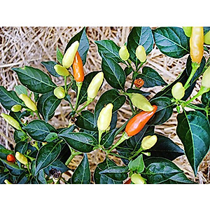30+ Tabasco Hot Pepper Seeds Heirloom Non-GMO Red Chili Spicy, Rich Flavor, Productive, from USA HARLEY SEEDS