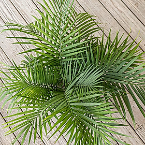United Nursery Majesty Palm Live Plant, Outdoor and Indoor Live Palm Tree, Low Maintenance Easy Care Outdoor Indoor Tropical Palm Tree 3 Feet Tall Shipping Size