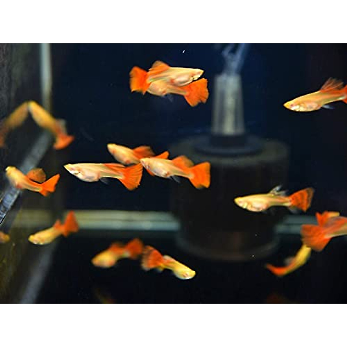 A.D.P. Fish Booster Bloodworm Honey 100 g. Goldfish Food & All Tropical Fish Food Small Floating Pellet Grow Faster & Color Enhancing High Protein 32% Aquarium Baby Fish Newborn Fry Fish Feed Care