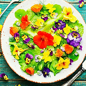 Seed Needs, Double Gleam Nasturtium Seeds - 70 Heirloom Seeds for Planting Tropaeolum majus - Edible Flowers to Add to Salads, Grow in a Butterfly Garden to Attract Poillinators (1 Pack)