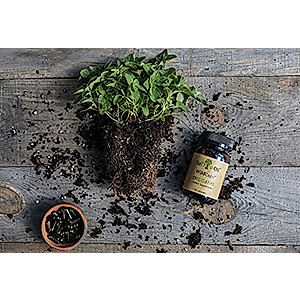 ReThinkOil Wild Mediterranean Oil of Oregano Capsules-WildCaps-Non-GMO Formula-Vegan, Soy-Free, Nut-Free, Kosher Friendly