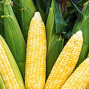 Bodacious RM Sweet Yellow Corn Seeds for Planting, 50+ Seeds Per Packet, (Isla's Garden Seeds), Non GMO Seeds, 90% Germination Rates, Scientific Name: Zea Mays, Great Home Garden Gift