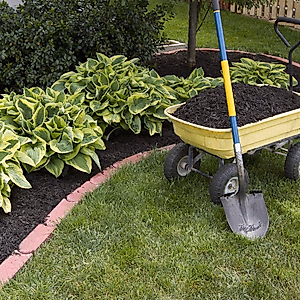 Amazing Deal - 24 Hosta Bare Roots Plants w/Planting Shovel - Mixed Heart-Shaped, Rich Green Foliage, Attracts Butterflies, Hummingbirds & Pollinators, Low Maintenance & Extremely Hardy - Zones 3–9