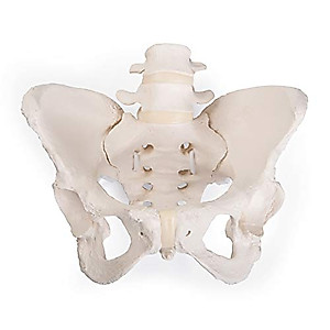 3B Scientific GmbH 1019864 Flexible Female Pelvis Model