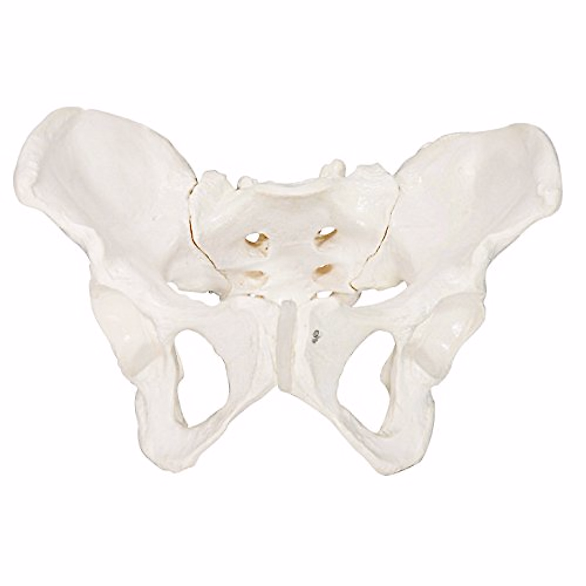 Axis Scientific Skeletal Model of The Female Pelvis | Cast from a Real Human Pelvis Skeleton | Life Size Model Shows Important Anatomy of The Pelvic Region | Includes Product Manual