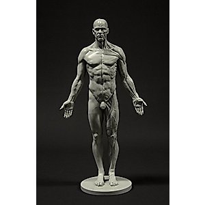 Male Anatomy Figure: 11-inch Anatomical Reference for Artists (Grey)