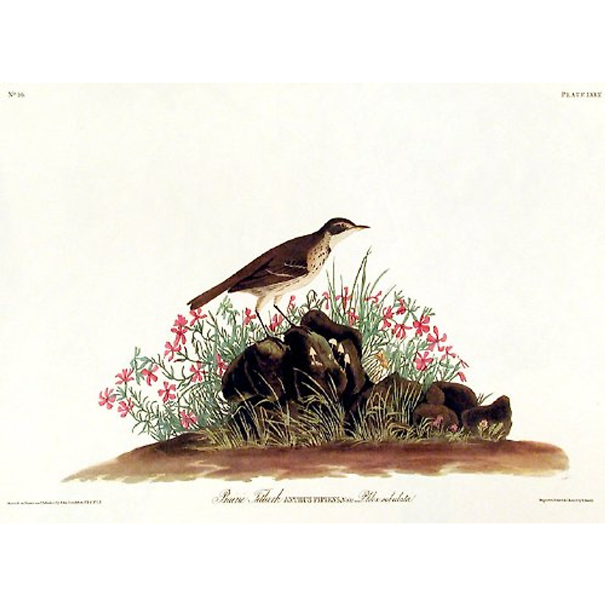 Prairie Titlark. From"The Birds of America" (Amsterdam Edition)