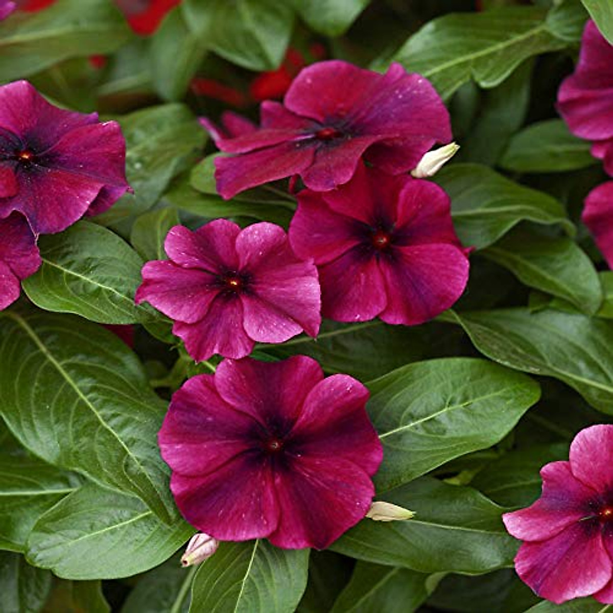 Outsidepride Periwinkle Vinca Black Cherry Garden Flowers & Ground Cover Plants - 50 Seeds
