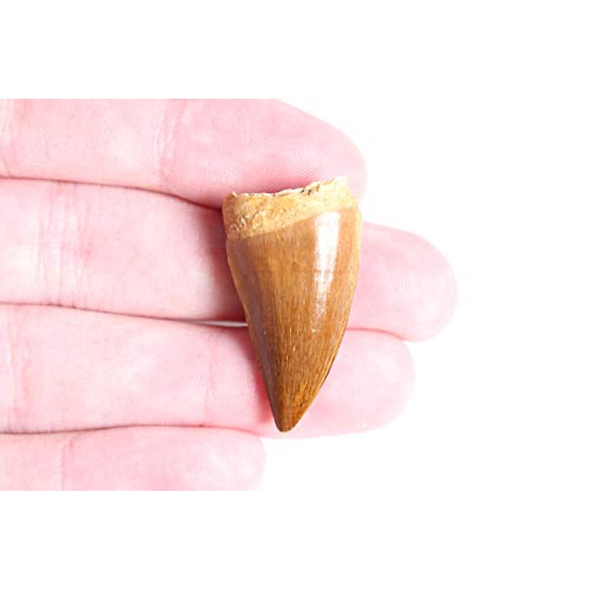 Real Mosasaurus Tooth Fossil - Authentic Dinosaur Tooth Specimen - Dey Designs Certificate of Authenticity
