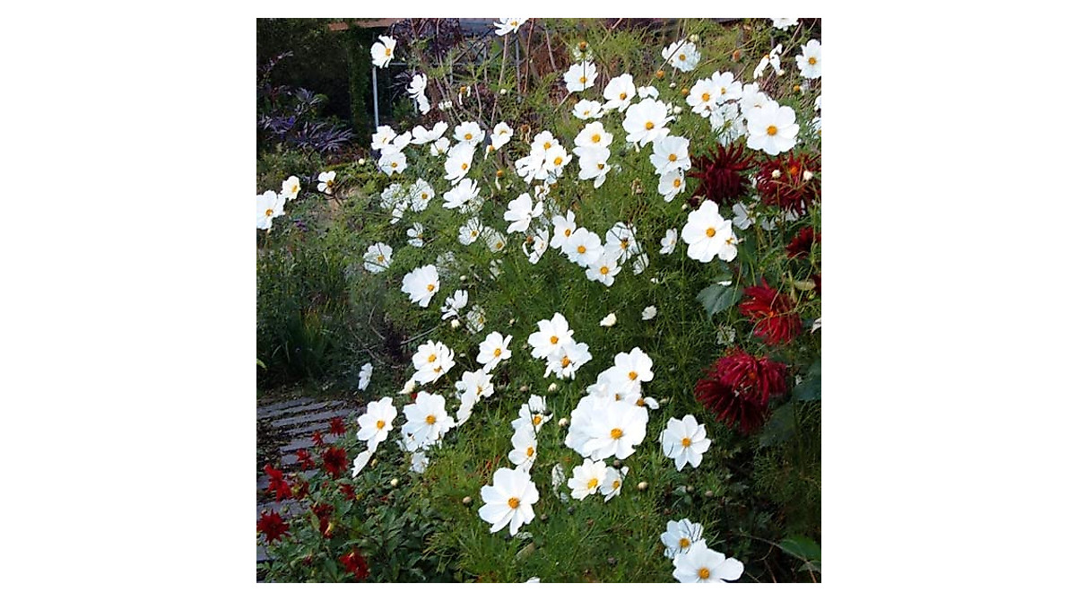 Cosmos Purity Seeds - Easy-to-Grow White Flowers for Pollinators