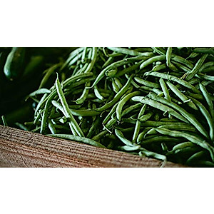 Provider Bush Green Bean Seeds for Planting, 30+ Heirloom Seeds Per Packet, (Isla's Garden Seeds), Non GMO Seeds, Botanical Name: Phaseolus vulgaris, Great Home Garden Gift