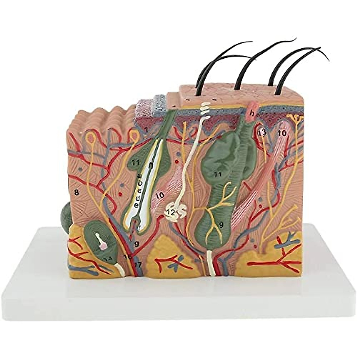 ESBANT Magnification Anatomical Human Skin Model Dermatology Anatomy Teaching Home