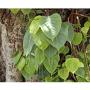 Ficus religiosa | Sacred Fig | Bodhi Tree | Pippala | Peepul | Peepal | 100_Seeds