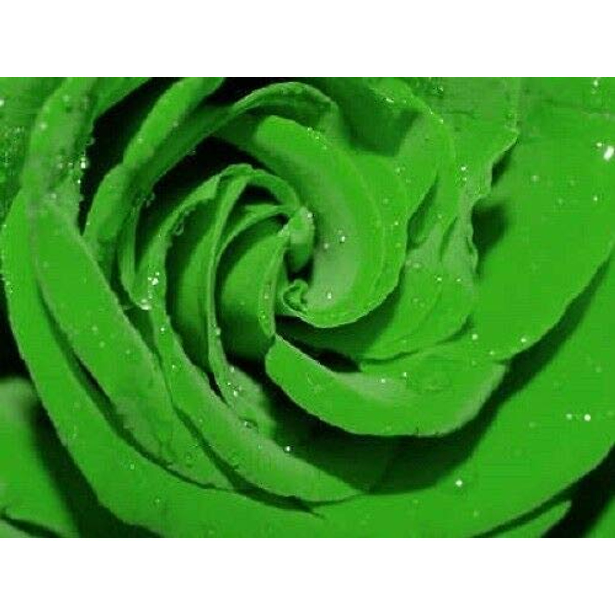 20+ Green Rose Rosa Flowers Seeds Bush Shrub Perennial Flower