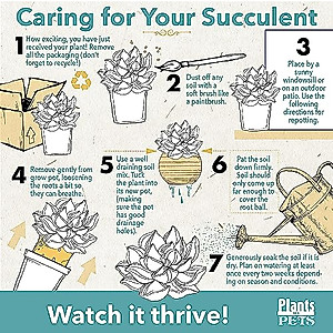 Succulents Plants Live (20PK) Potted Succulent Plants Live House Plants, Cactus Plants Live Plants Indoor Plants Live Houseplants, Indoor Plant Succulents Live Plant House Plant by Plants for Pets