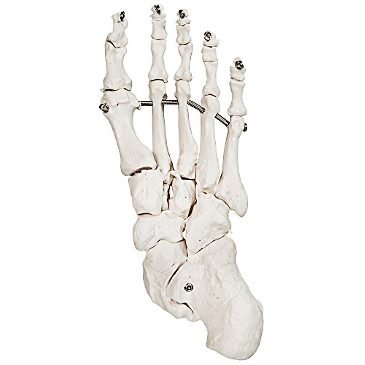 Axis Scientific Skeletal Foot | Left | Fully Articulated Flexible Foot Skeleton is Secured with Quality Wire to Demonstrate Movement | Includes Product Manual