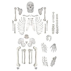 Disarticulated Human Skeleton Model for Anatomy, Life Size 62" High - Medical Quality, 200+ Skeletal Bones - 3 Part Skull with Movable Jaw, Articulated Hand & Foot - hBARSCI