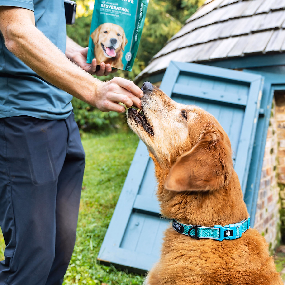 PetThrive Dog Hip and Joint Support Supplement Soft Chews with Resveratrol, Glucosamine, Chondroitin, Hyaluronic Acid, Bacon Flavor, Large Breed