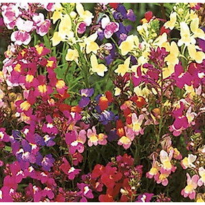 Fairy Bouquet "Spurred" Snapdragon Flowers for Planting, 2000+ Seeds Per Packet, (Isla's Garden Seeds), Non GMO & Heirloom Seeds, Great Flower Garden Gift