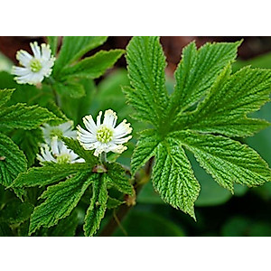 6 Goldenseal Roots Live Herb Plants Planting Ornaments Perennial Garden Simple to Grow Pots Gifts