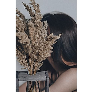 Pampas Grass Decor, Natural Dry Pampas Grass Small, Short Pampass Bulk for Farmhouse, Wall, Kitchen, Bedroom Decor, Office Decor (17 inch )