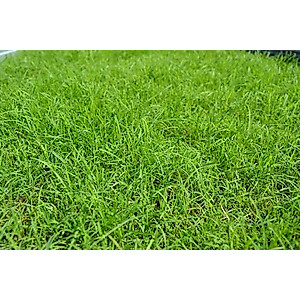 Hancock Seed Co. Royal Bengal Bermuda Grass Seeds, 2 lbs.