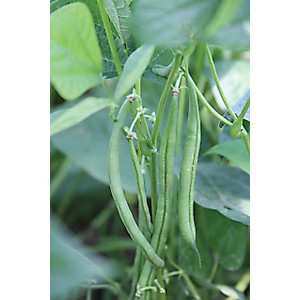 Burpee French Filet Bush Bean Seeds 8 ounces of seed