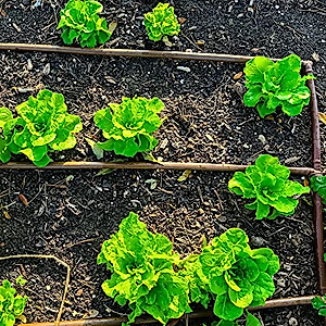 (100' ft Roll) Drip Irrigation Line 1/4" Tubing Roll, 6" Emitter Spacing .52 GPH, Color Black (.170 ID x 240 OD) - Will Work from Gravity Feed (100' Foot Roll)