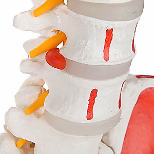 Axis Scientific Painted Flexible Spine Model, 36" Life Size Spinal Cord Anatomy Model Demonstrates Muscle Origins,Insertion Points,Vertebrae, Nerves, Arteries, Lumbar Column, Includes Stand