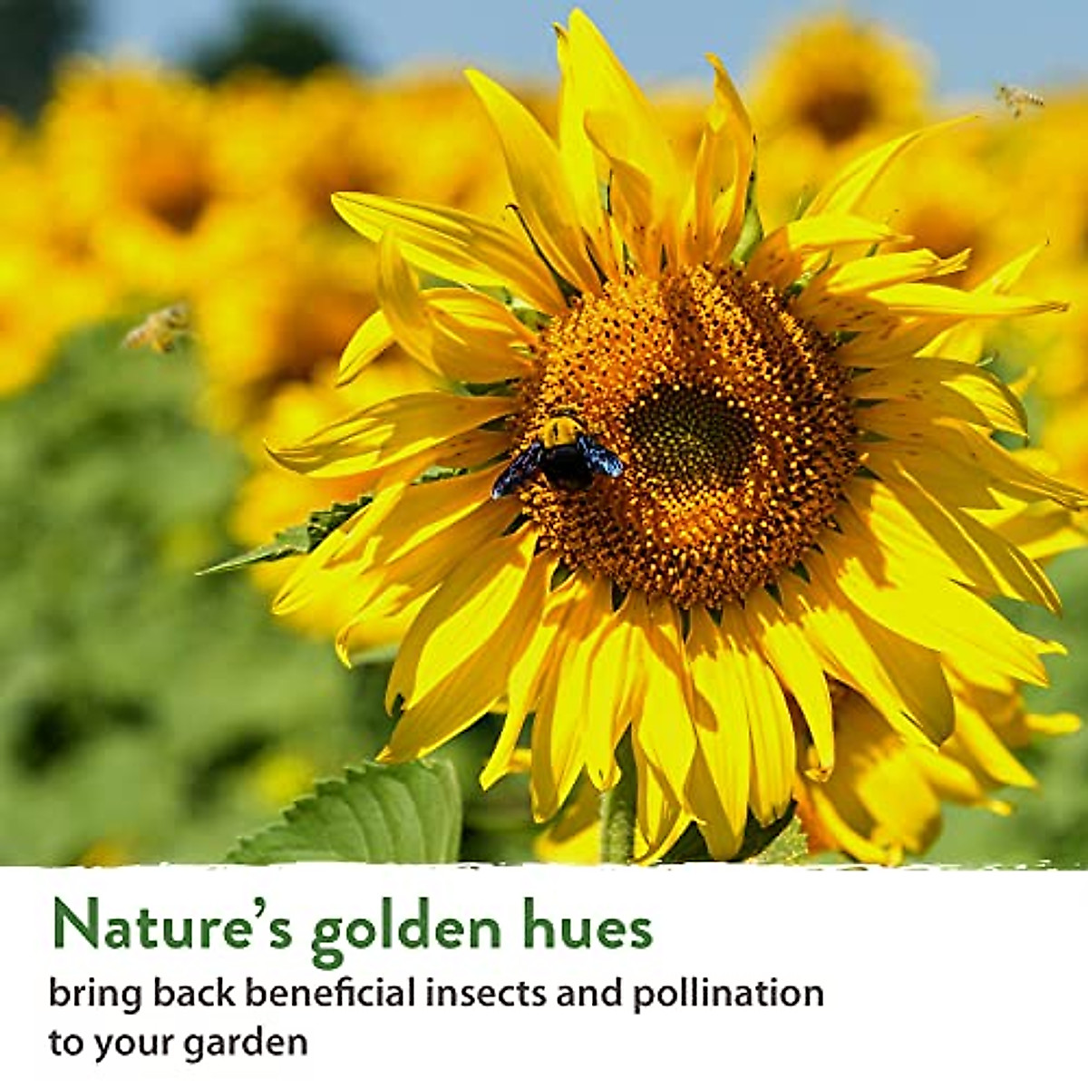 Sunflower Seeds for Planting Outside | 8 Variety Pack | Perennial Flower Seed for Your Sunflower Garden - Plant Mexican, Lemon Queen, Autumn Beauty | Dwarfs: Sunspot, Velvet Queen & More