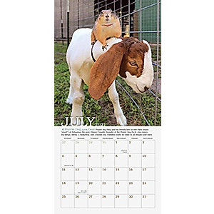 Unlikely Friendships Mini Wall Calendar 2021