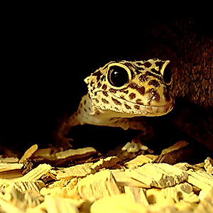 HT-direct Reptile Hide Dock Reptile Decor Reptile Resting Terrace Tortoise Climbing Platform Lizard Tank Accessories for Small Reptiles,Turtles,Animals