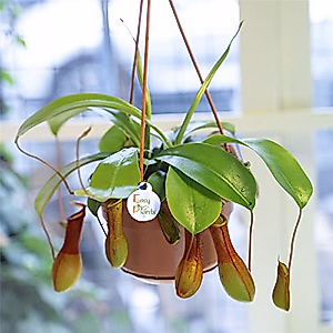 CHUXAY GARDEN Mix Nepenthes-Tropical Pitcher Plants,Monkey Cups,Nepenthaceae 400 Seeds Red Blue Green Potted Bonsai Carnivorous Plants Easy to Grow & Maintain