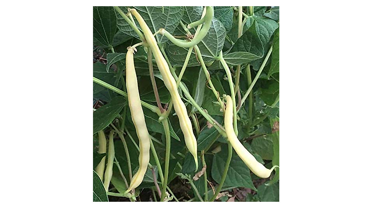 Cherokee Wax Bush Bean Seeds | Heirloom, Non-GMO, Easy Grow