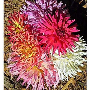 Zinnia Super Cactus Mix 250 seeds Huge 6" Flower Elegant Garden