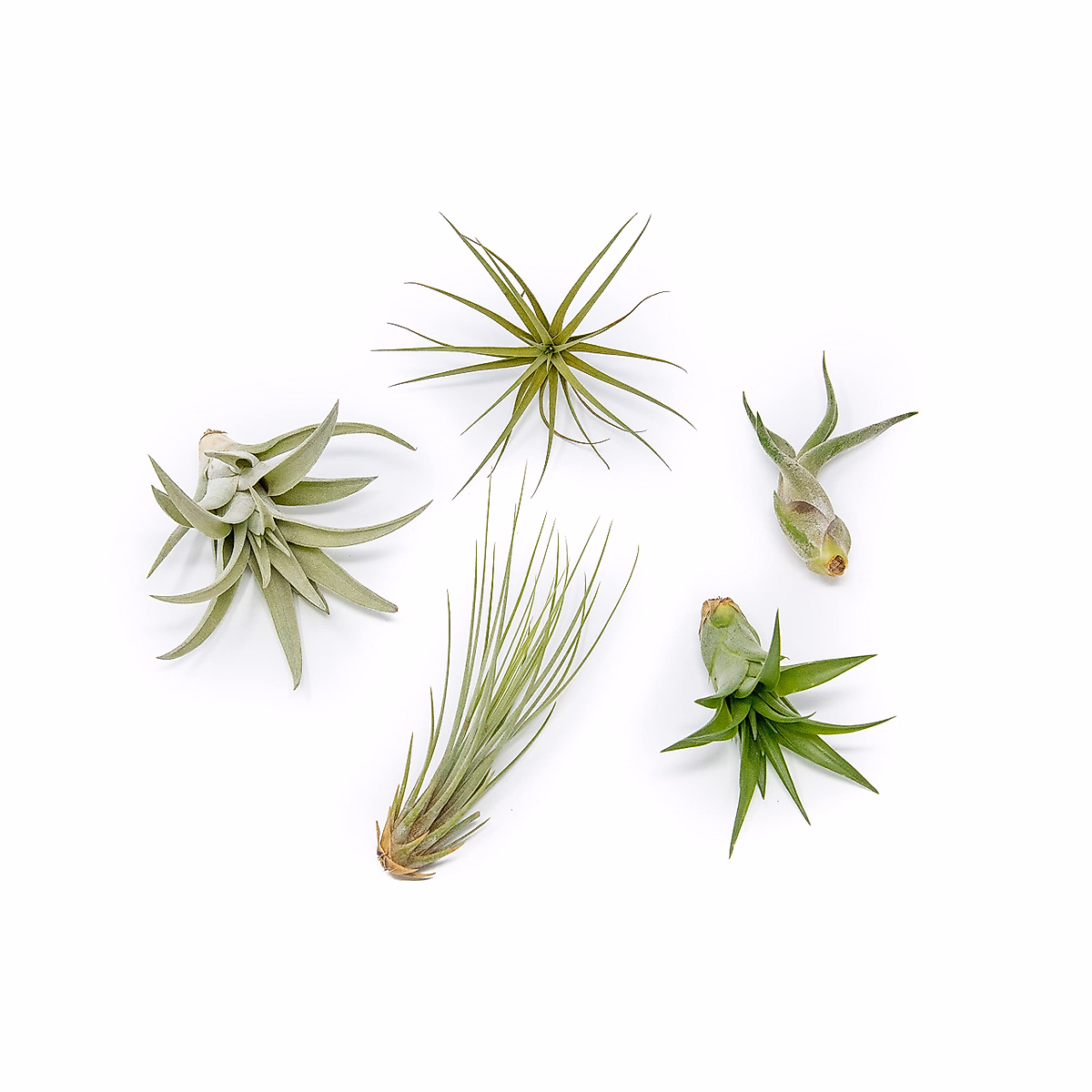 5 Pack of Classic Air Plants Variety - Live Succulent House Plants - Available in Wholesale and Bulk - Home and Garden Decor - Easy Care Indoor and Outdoor Plants