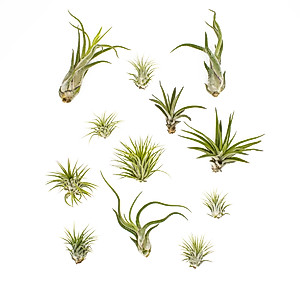NW Wholesaler - Set of 12 Assorted Live Tillandsia Ionantha Air Plants - Variety pack of Tillandsia Air Plants for Terrariums, Hanging Planters, and Home Decor - Bulk Air Plants - Indoor House Plants