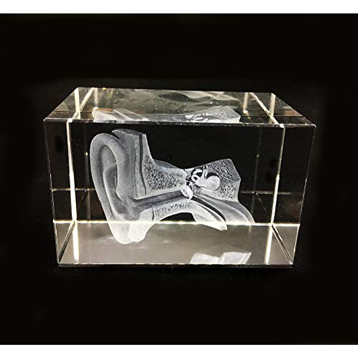 3D Human Ear Anatomical Model Paperweight(Laser Etched) in Crystal Glass Cube Science Gift (No Included LED Base)(3.1x2x2 inch)
