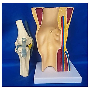 Anatomy Model Anatomical Human Knee Joint, Skin Bone Skeleton Model, Knee Joint Ligaments Skeleton Muscle Anatomy Model, Medical Educational Aid